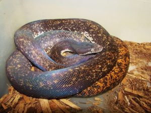 Snakes: Facts and List of Types With Pictures - Reptile Fact