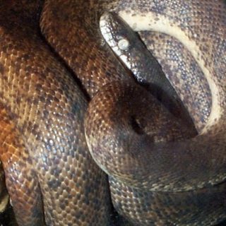 Savu Python Facts and Pictures