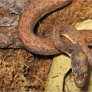 Savu Python Facts and Pictures