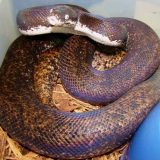 Savu Python Facts and Pictures