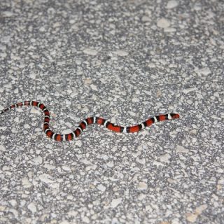 Scarlet Kingsnake Facts and Pictures