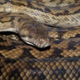 Amethystine Python Facts and Pictures