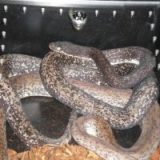 Savu Python Facts and Pictures