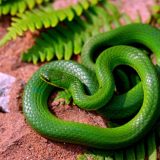 Smooth Green Snake Facts and Pictures