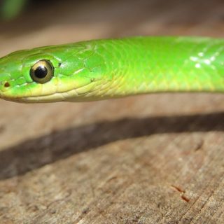 Smooth Green Snake Facts and Pictures