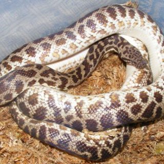 Spotted Python Facts and Pictures