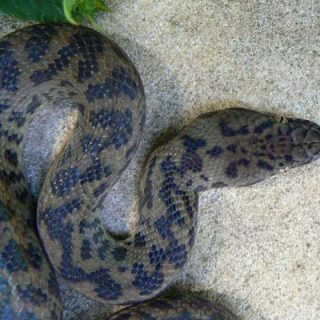 Spotted Python Facts and Pictures