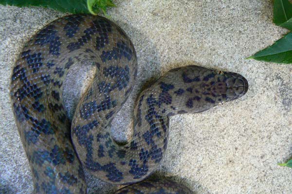 Spotted Python Facts And Pictures