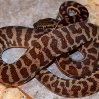 Inland Taipan Facts and Pictures