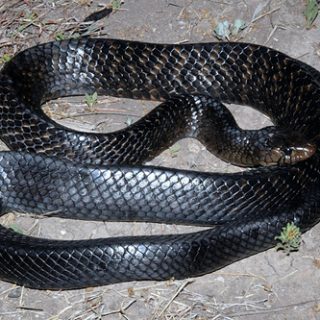 Indigo Snake Facts and Pictures