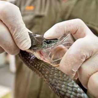 Tiger Snake Facts and Pictures