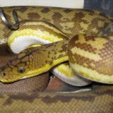 Timor Python Facts and Pictures