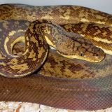 Timor Python Facts and Pictures