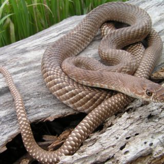Coachwhip Snake Facts and Pictures