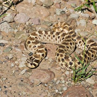 Western Hognose Snake Facts and Pictures