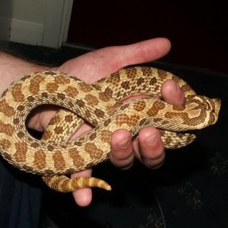 Western Hognose Snake Facts and Pictures