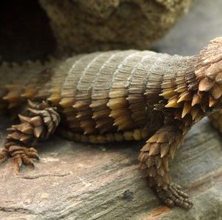 Armadillo Lizard Facts and Pictures