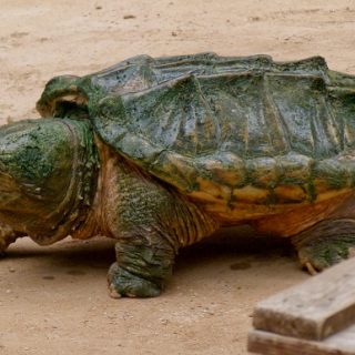 Alligator Snapping Turtle Facts and Pictures