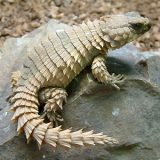 Armadillo Lizard Facts and Pictures