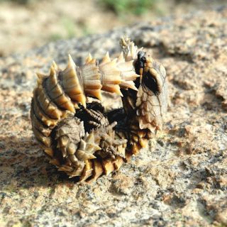 Armadillo Lizard Facts and Pictures