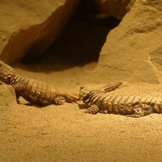 Armadillo Lizard Facts and Pictures