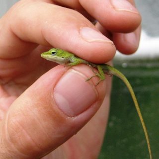 Green Anole Facts and Pictures