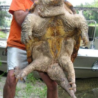 Alligator Snapping Turtle Facts and Pictures