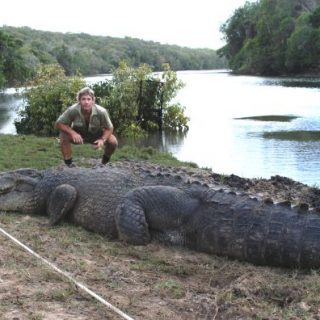 Saltwater Crocodile Facts And Pictures