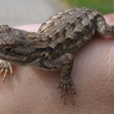 Blue Belly Lizard Facts and Pictures