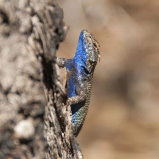 Blue Belly Lizard Facts and Pictures