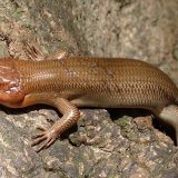 Broad-headed Skink Facts and Pictures