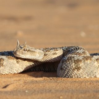 Horned Desert Viper Facts and Pictures