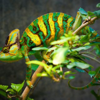 Veiled Chameleon Facts and Pictures