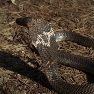Chinese Cobra Facts and Pictures