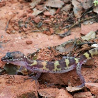 Western Banded Gecko Facts and Pictures