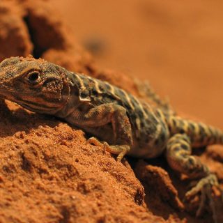 Collared Lizard Facts and Pictures