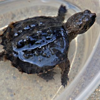 Common Snapping Turtle Facts and Pictures