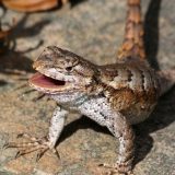 Eastern Fence Lizard Facts and Pictures