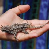 Eastern Fence Lizard Facts and Pictures