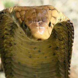 Egyptian Cobra Facts and Pictures
