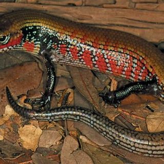 Shingleback Skink Facts and Pictures