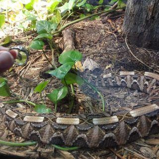 Gaboon Viper Facts and Pictures