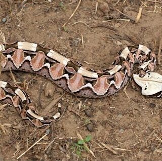Gaboon Viper Facts and Pictures