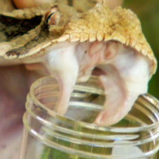 Gaboon Viper Facts and Pictures