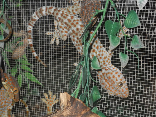 Tokay Gecko Facts And Pictures Tokay Gecko Facts And Pictures