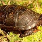 Bog Turtle Facts and Pictures