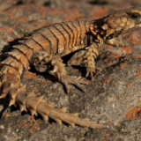Armadillo Lizard Facts and Pictures