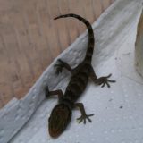 Golden Gecko Facts and Pictures
