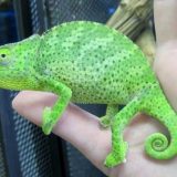 Chameleons: Facts and List of Types With Pictures - Reptile Fact