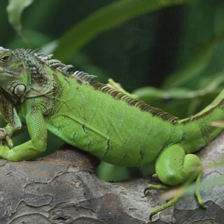 Texas Alligator Lizard Facts and Pictures